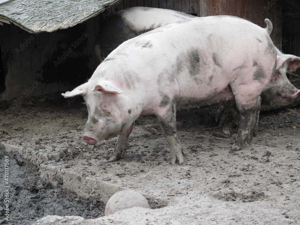 pig in a barn genus Sus, within the even-toed ungulate family Suidae ...