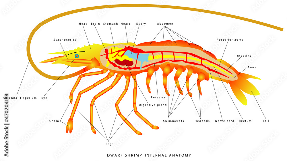 Shrimp internal anatomy. Dwarf Shrimp External Anatomy. Zoology. Animal ...
