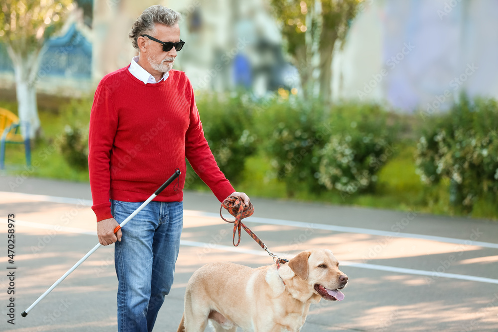 Blind senior man with guide dog walking outdoors Stock Photo | Adobe Stock