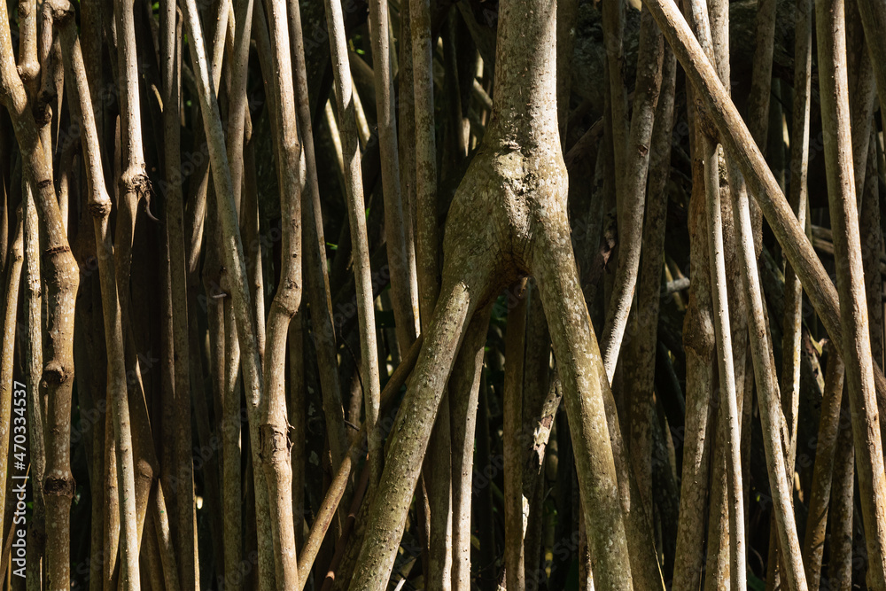 exposed roots of tropical tree. Long roots of Pandanus utilis and ...