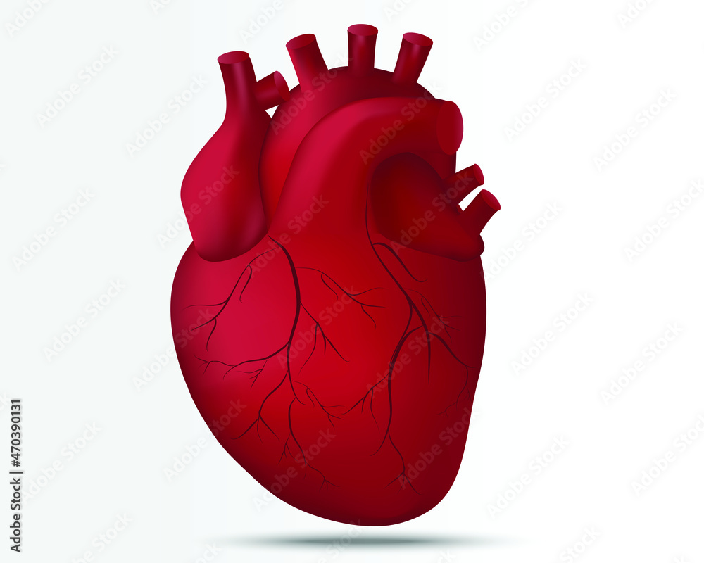 Anatomy of Human heart isolated on white background. For Cardiology ...