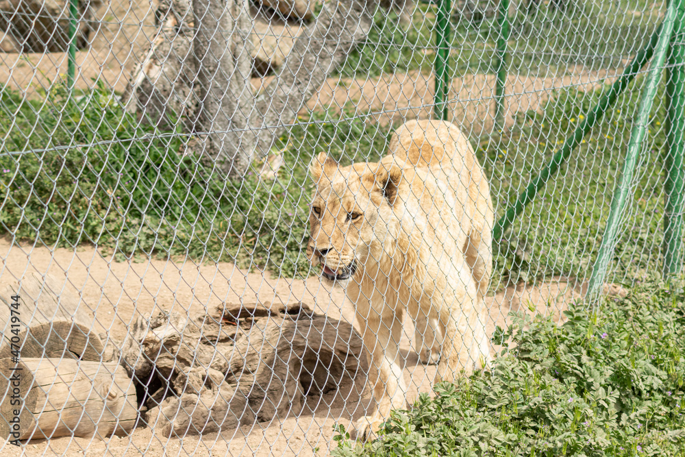 lioness locked behind a stressed berja (Panthera leo) Stock Photo ...