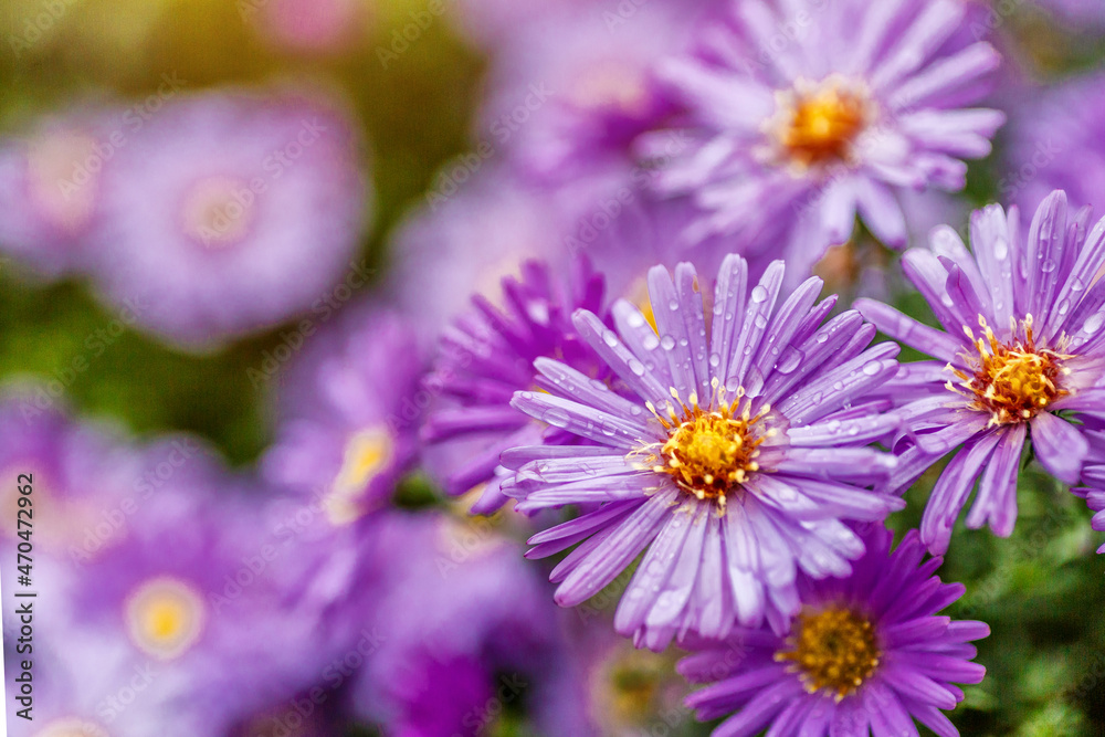 Aster dumosus (Symphyotrichum dumosum,Bushy aster)with water drops ...
