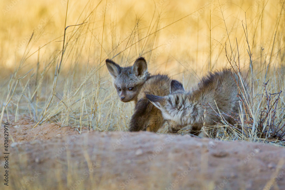 Bat-eared Fox mom and her cubs get some sun at the entrance to their ...