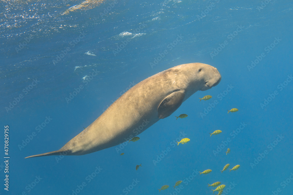 Dugong swimming underwater. Rare sea mammal (Dugong dugon). Sea cow ...