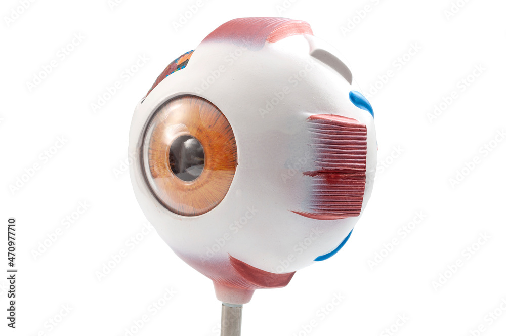 Learning anatomy and physiology, visual system organ and ophthalmology ...