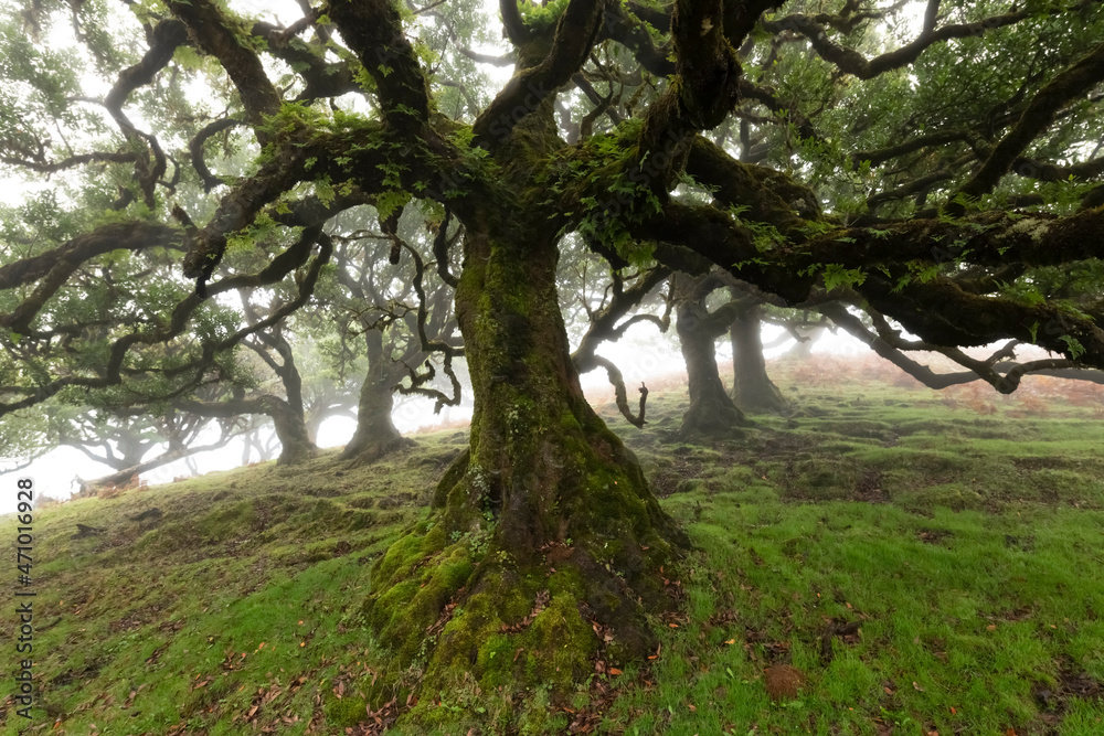 Fanal Forest is a magical fairytale forest and sight attraction on ...