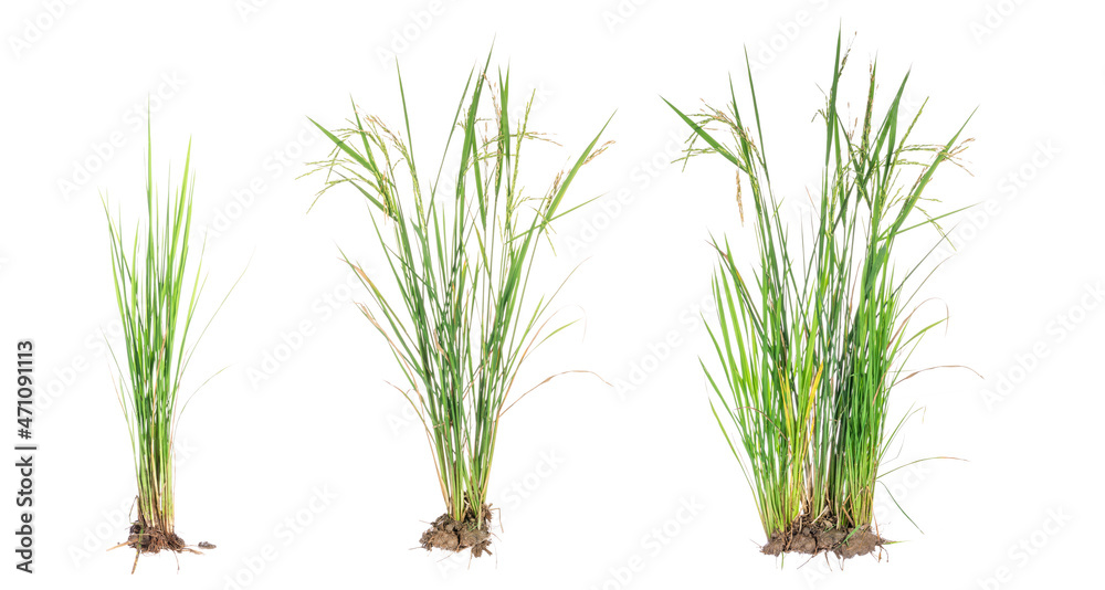 nature green grass or rice plant isolated on white background 素材庫相片 ...