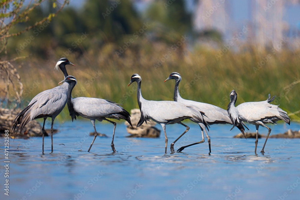 crane bird in water