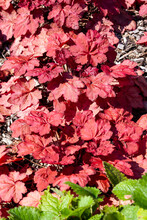 Alum Flowers Free Stock Photo - Public Domain Pictures