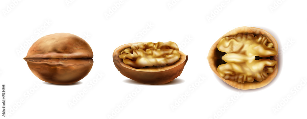 realistic vector icon. Walnuts in the shell in different shapes, whole ...