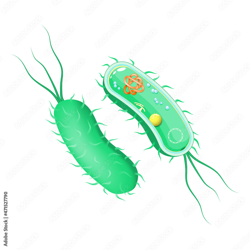 Bacteria anatomy. outside and inside view. Cross section of cell Stock ...