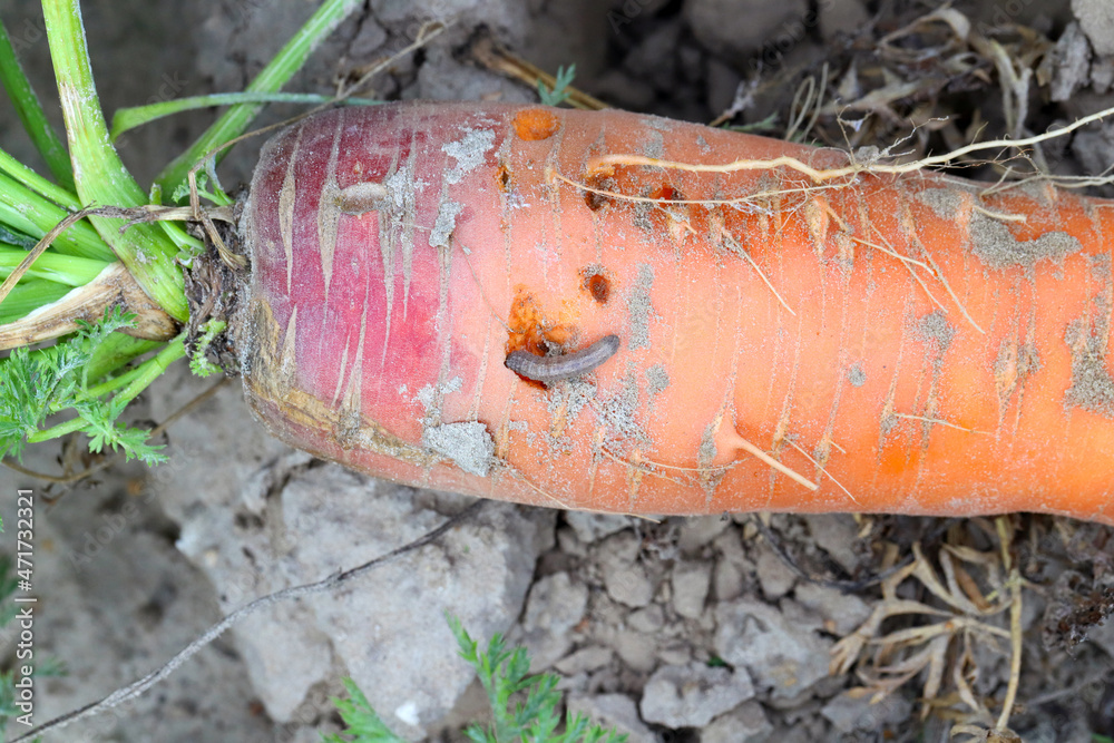 Stock-Foto „Carrot root damaged by a caterpillar of moths of the owlet ...