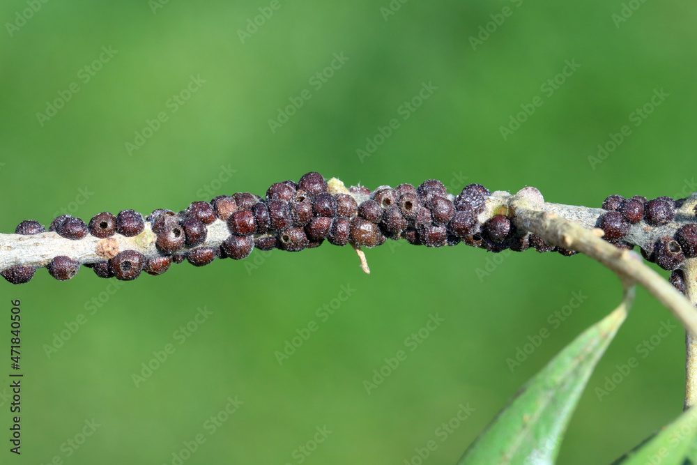 Scutellista caerulea (Pteromalidae) is an important, common biological ...