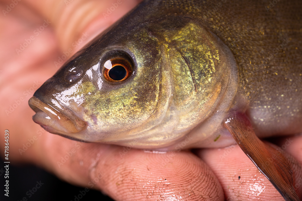 Foto de Stock Small fish Tinca tinca with red eyes, on the hands. Close ...