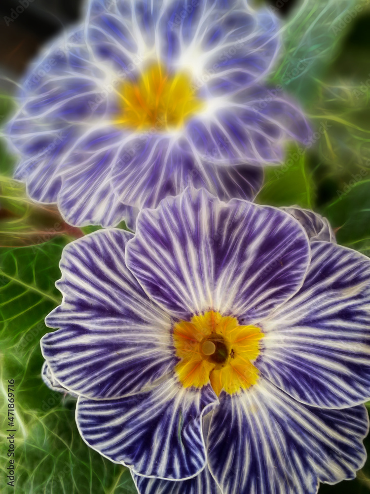 Primrose Blue Zebra perennial plants with bright blooms in white and ...