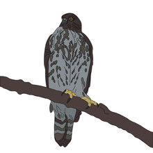 Goshawk Vintage Bird Art Free Stock Photo - Public Domain Pictures