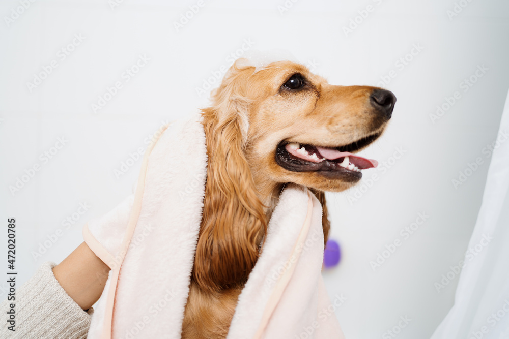 Cocker spaniel tacking a bath with his human in the bath tub. Woman ...