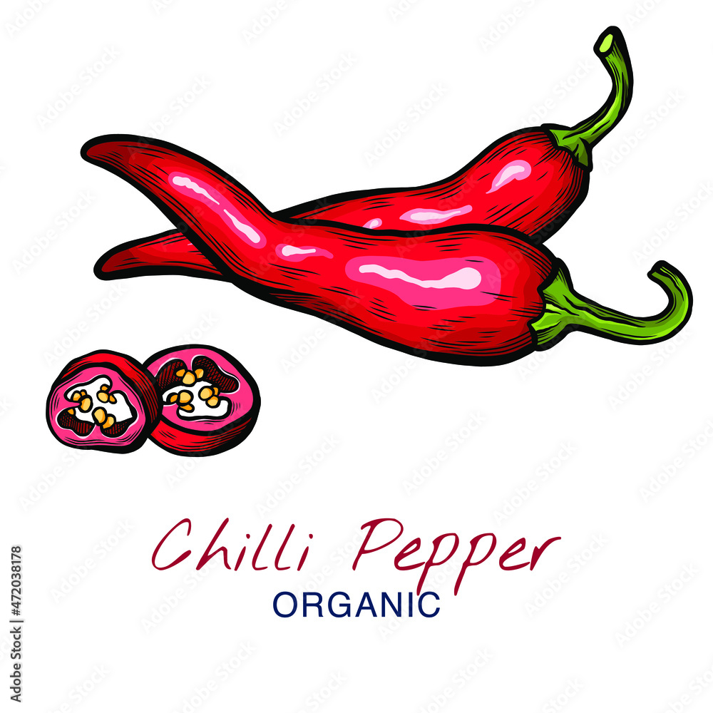 Vector sketch illustration of chili pepper set drawing isolated on ...