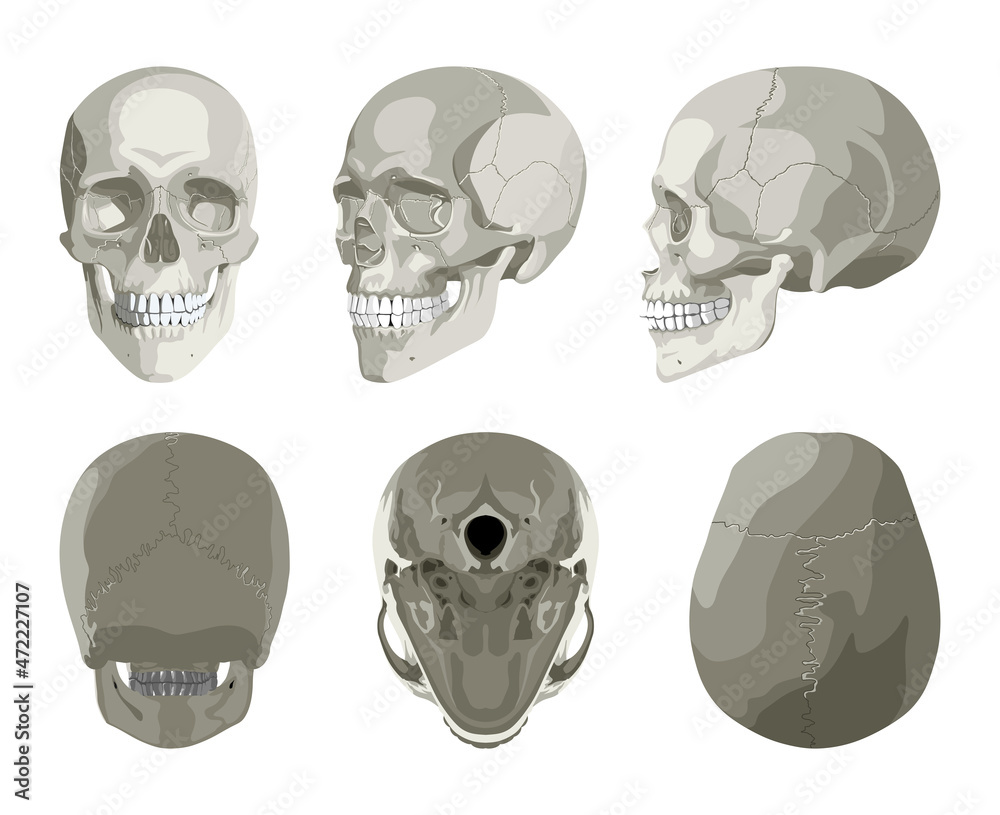 Human skull in different projections. Realistic illustrations for the ...