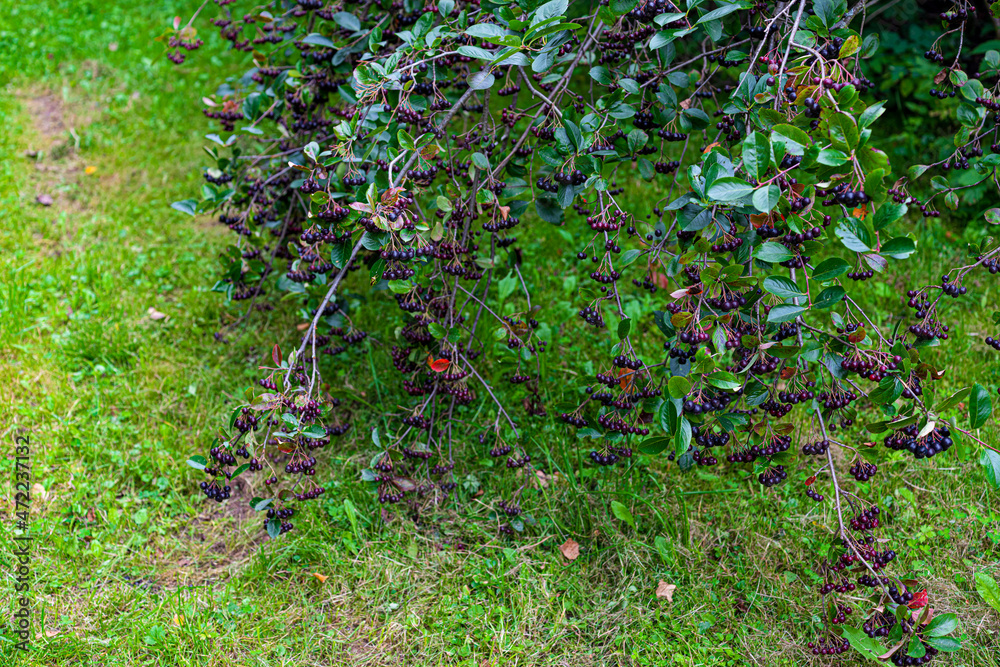 Ripe berries of black rowan. Black rowan branches hung over the ground ...