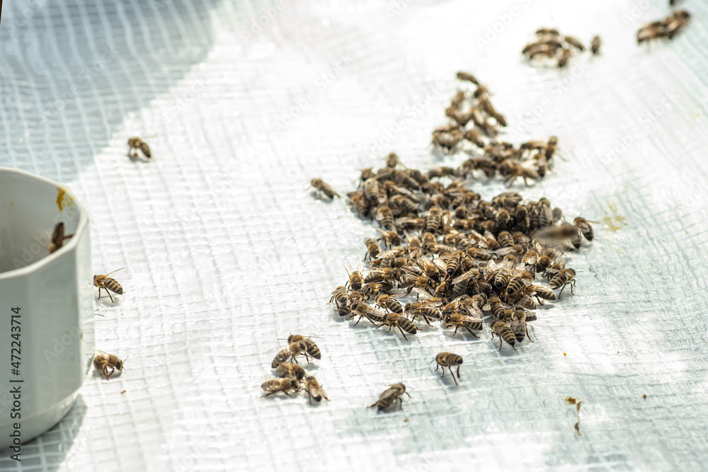 family of honey bees shaken out of the hive for placement in ...