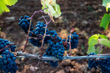 Bare Stalk Of A Bunch Of Grapes Free Stock Photo - Public Domain Pictures