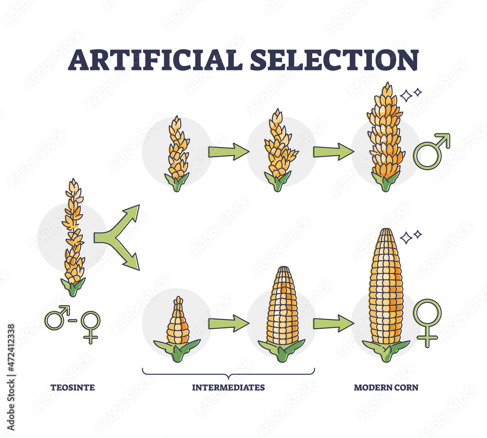 Artificial selection with selective breeding for vegetables outline diagram. Labeled educational ...