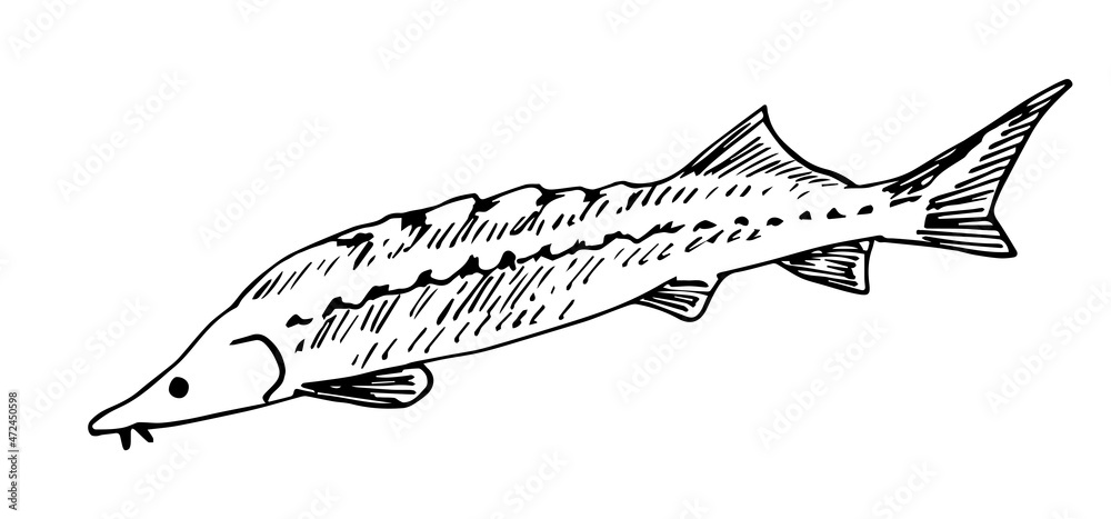 Simple vector black outline drawing. Sturgeon beluga fish. Protected ...