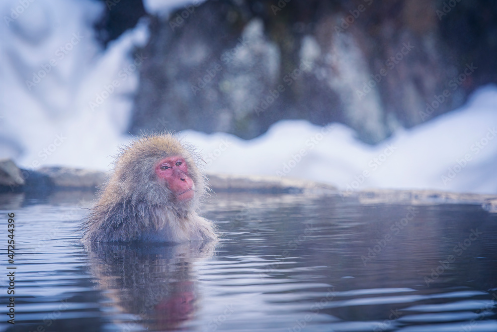 Red-cheeked monkey in a hot spring in Japan. Snow Monkey Japanese ...