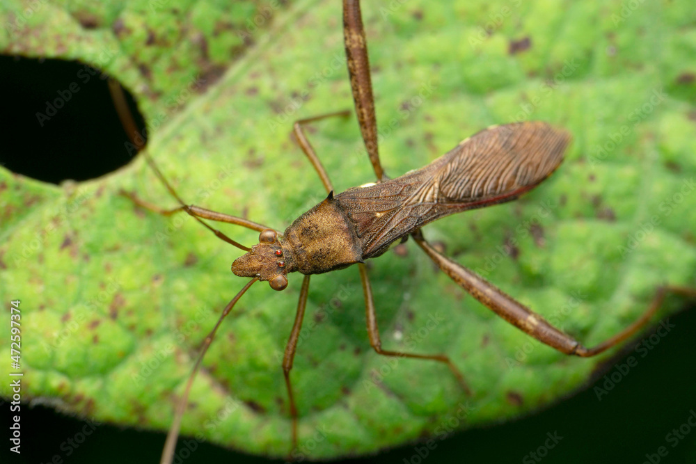Long leg stink bug, Satara, Maharashtra, India. Family Pentatomidae ...