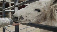 Donkey Eating Treats Free Stock Photo - Public Domain Pictures