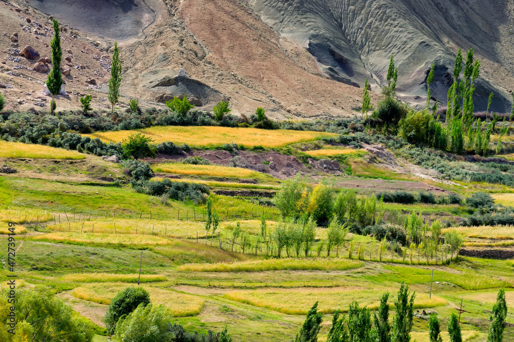 Top view of ladakh landscape, green valley field with barren mountains ...