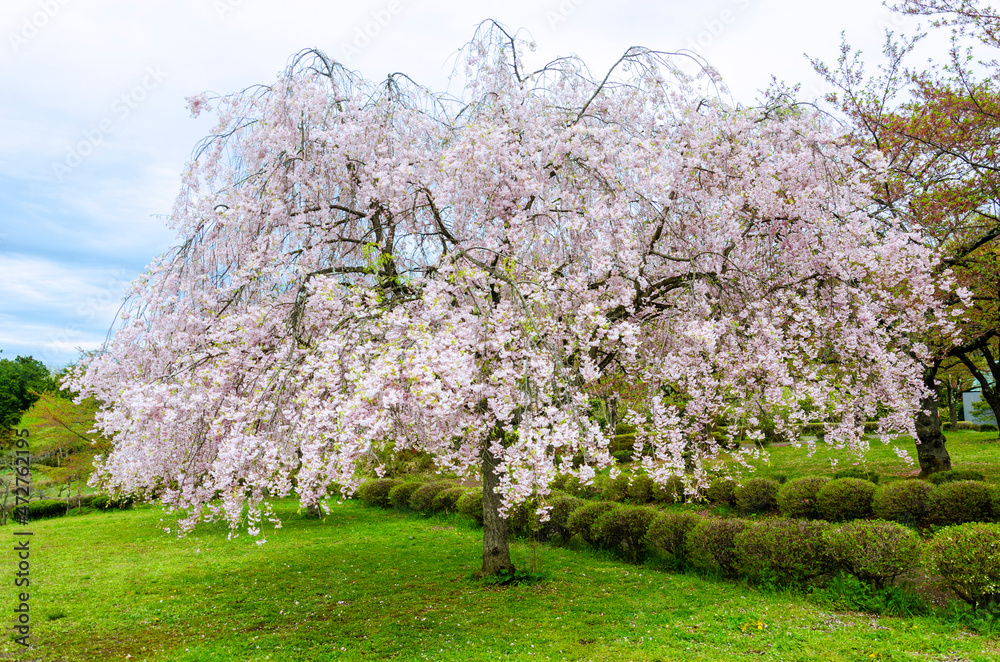 Fotografie Shidarezakura (Japanese weeping cherry tree) full bloom at ...