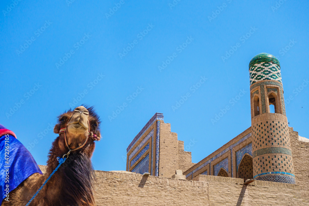 Central Asian camel proudly looks around. On the right is the Muhammad ...