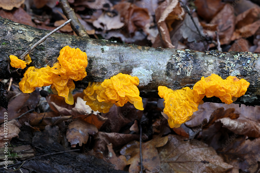 Tremella mesenterica, known as yellow brain, golden jelly fungus ...