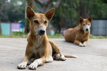Street Dog Free Stock Photo - Public Domain Pictures