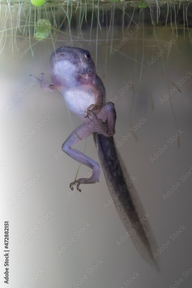 A Pacific Tree tadpole which has sprouted legs and arms, but still has ...