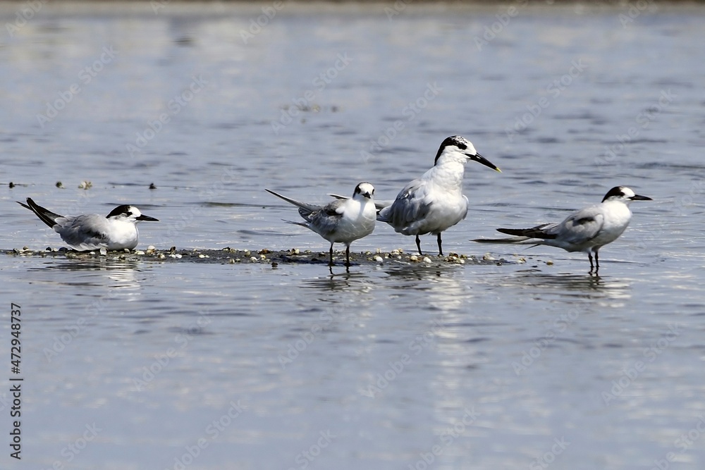 Thalasseus Sandvicensis - El Charran Patinegro is a bird of the ...
