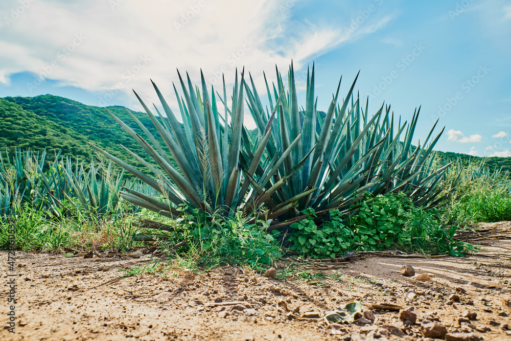 Foto de Stock Plantación de agave azul en el campo para hacer tequila ...