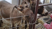 Donkey Eating Treats Free Stock Photo - Public Domain Pictures