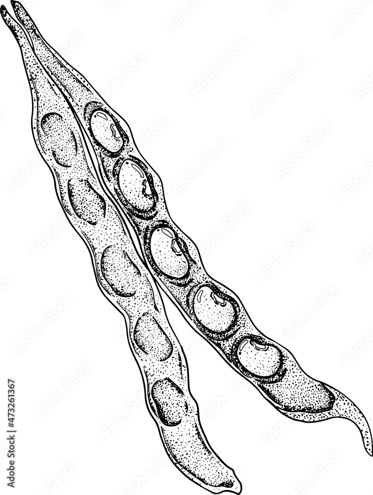 Pods and beans. Hand drawn sketch on white background. Beans and pods ...