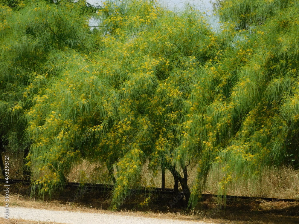 Palo verde or Jerusalem thorn or parkinsonia aculeata tree, blooming ...