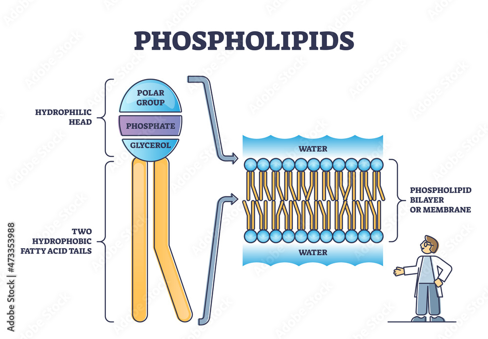 Phospholipid or phosphatides lipids head and tail structure outline ...