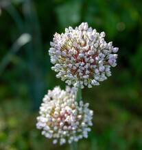 Leek Flower Blossom Macro Free Stock Photo - Public Domain Pictures