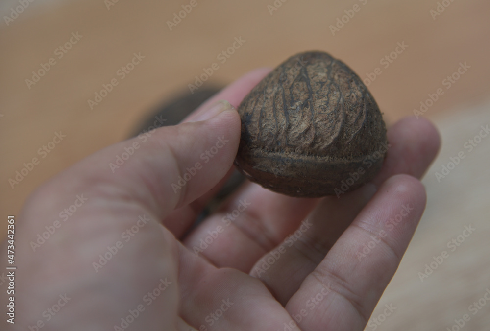 Pangium edule or Keluwak or Pucung in Indonesia language is tree native ...