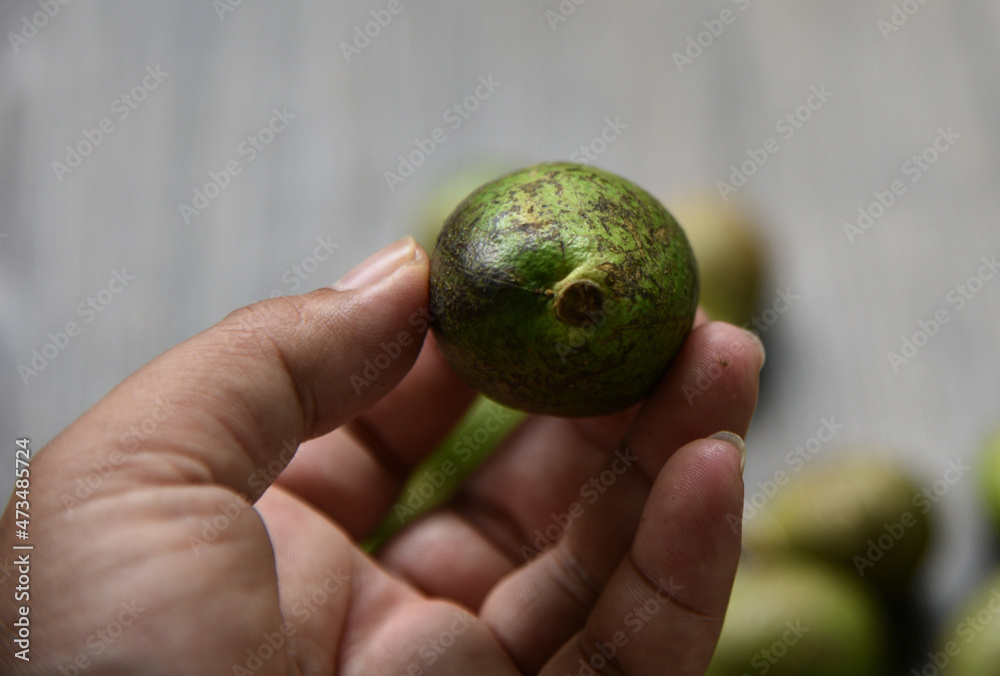 Pometia pinnata, with common names including matoa, taun tree, island ...