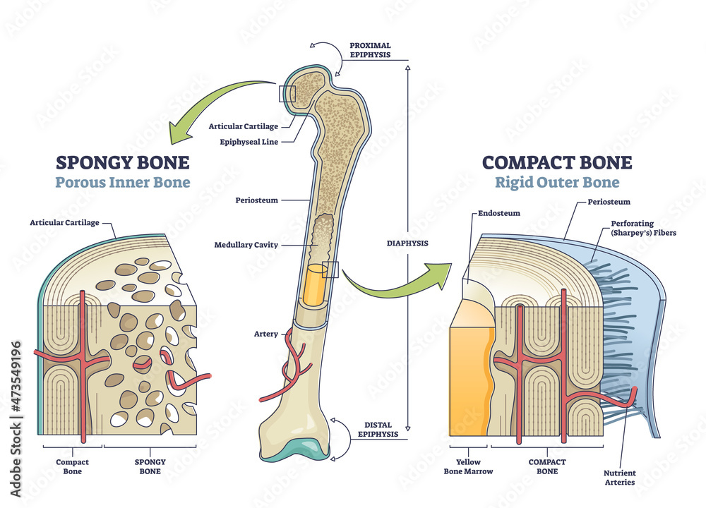 Spongy vs compact bone comparison with anatomical structure outline ...