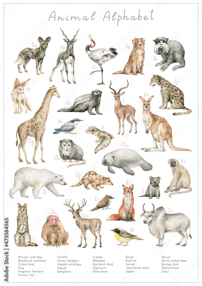 Watercolor animal alphabet. ABC poster for kids. English alphabet. Hand ...