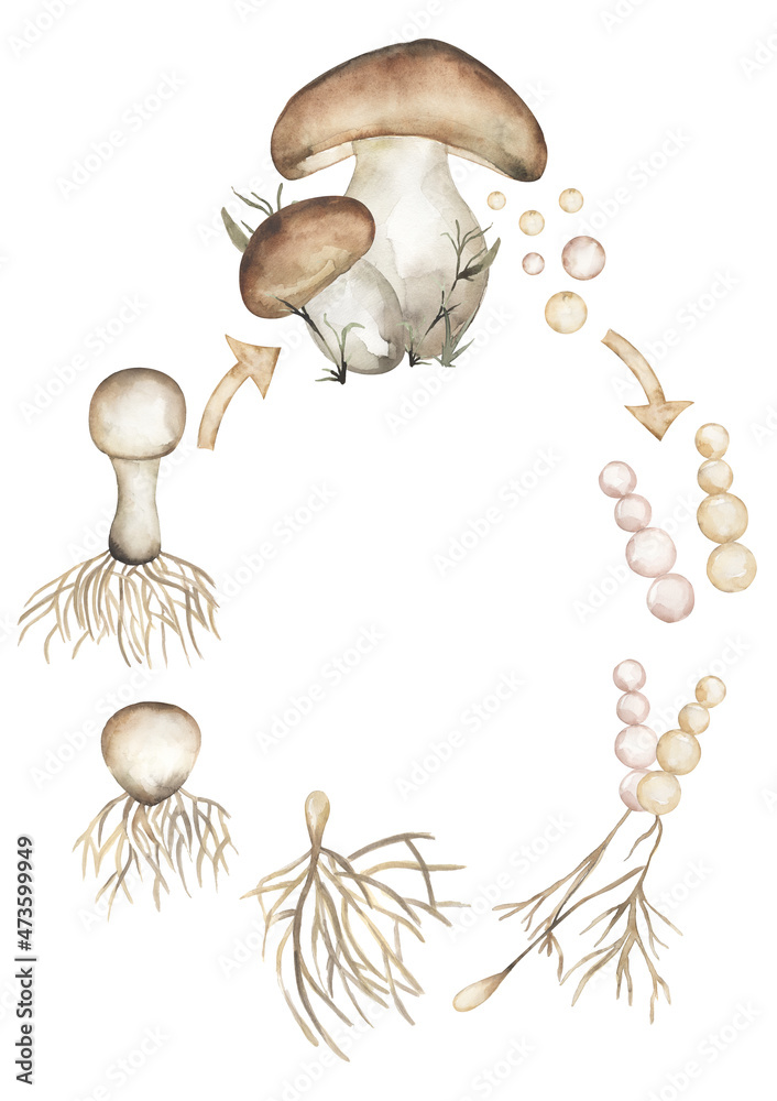 Mushroom Life Cycle Clipart, Watercolor Forest Florals Life Cycle ...